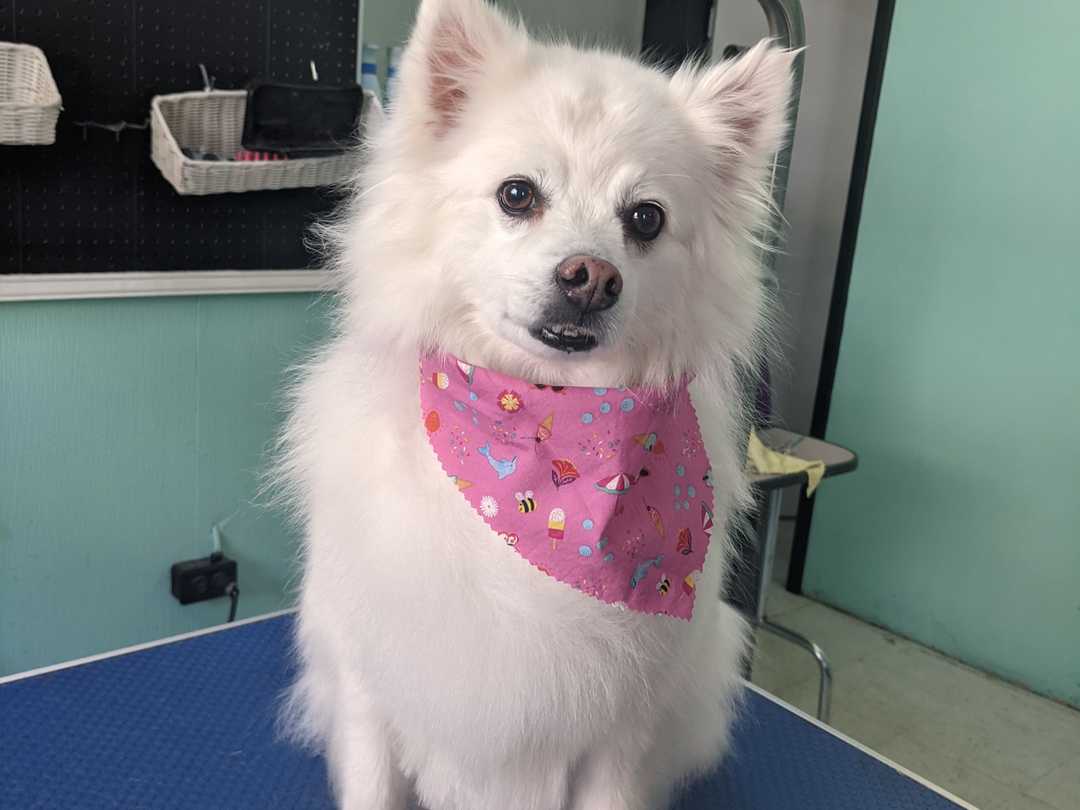 Very Important Pets Boarding Kennel and Grooming Salon